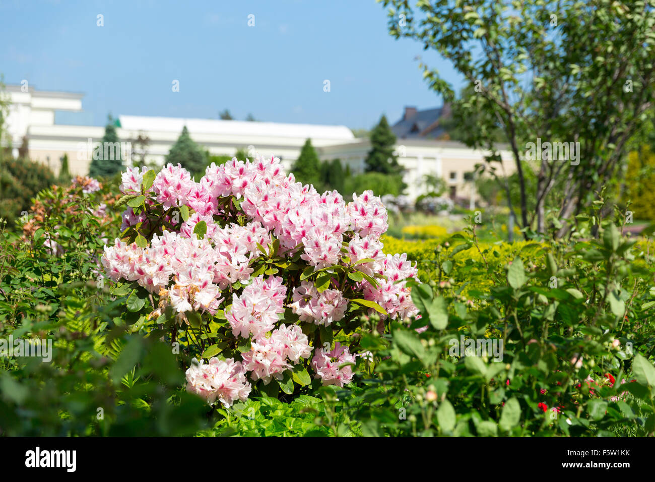Beautiful rosy flowers close up over building background Stock Photo ...