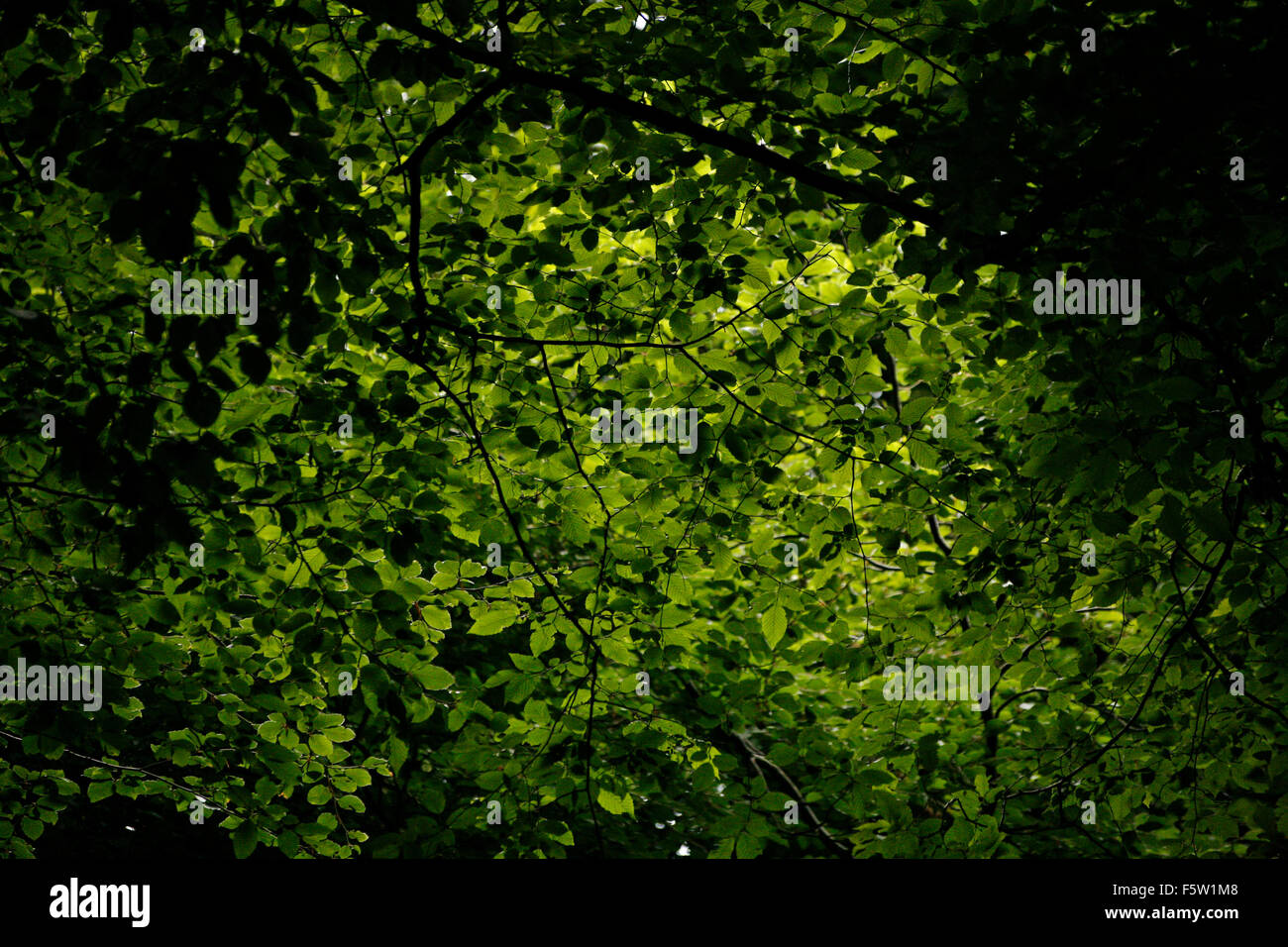 Lit from above hi-res stock photography and images - Alamy