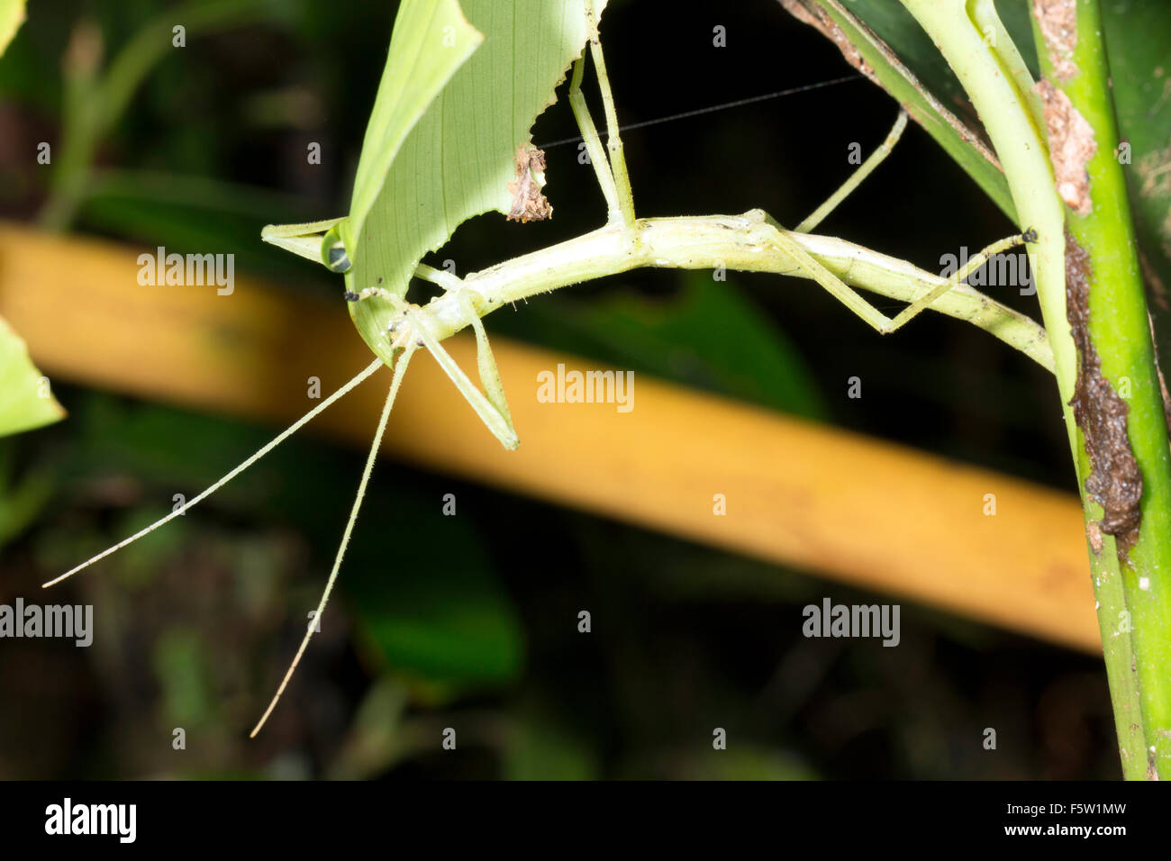 Phasmid hi-res stock photography and images - Alamy
