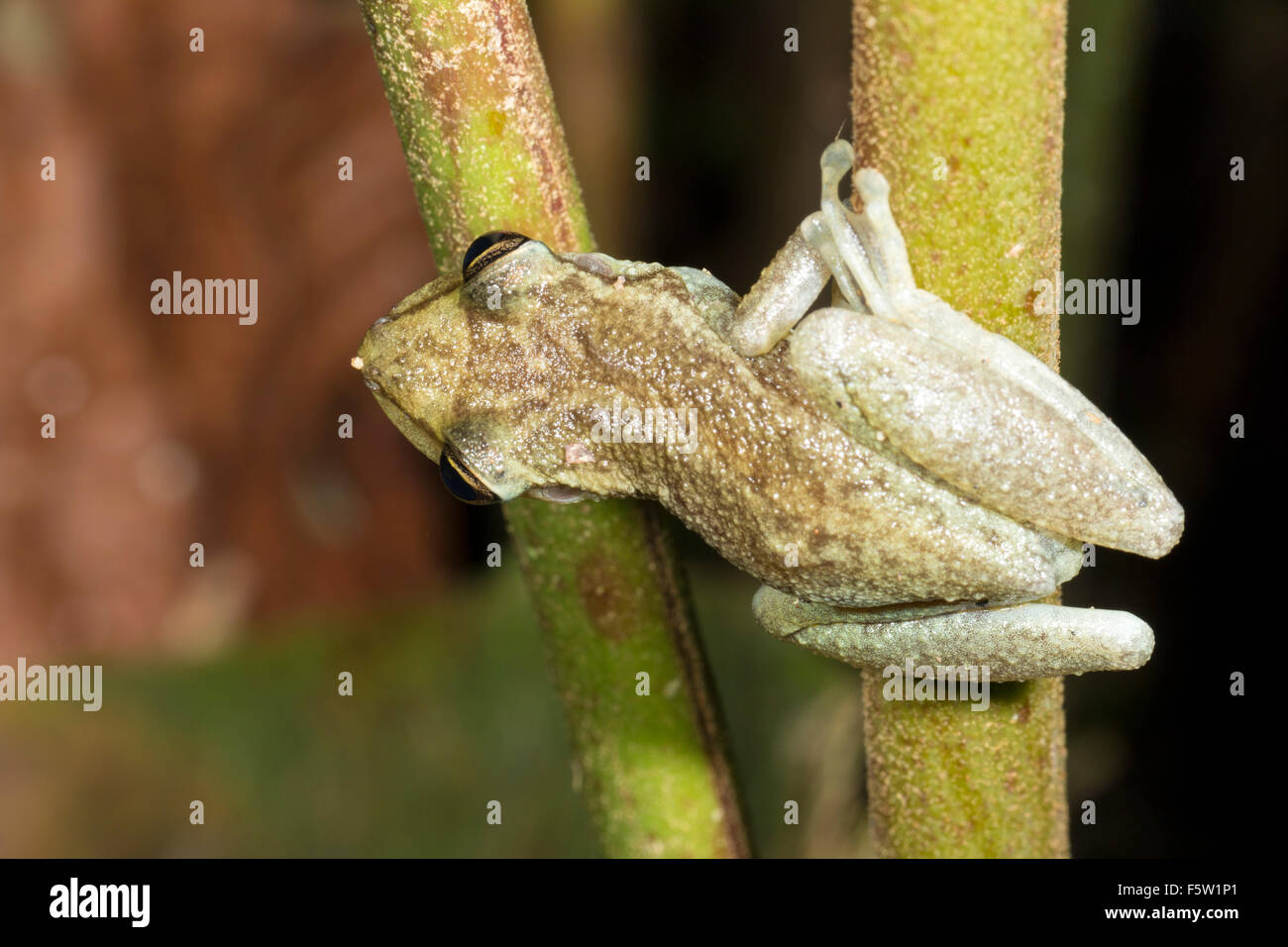 Red snouted treefrog hi-res stock photography and images - Alamy