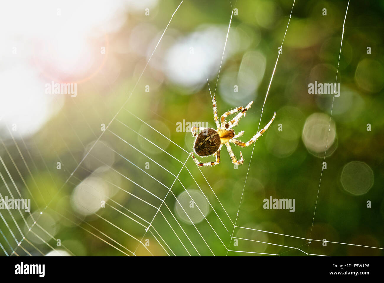 Spider spinning its web with lens flare Stock Photo - Alamy