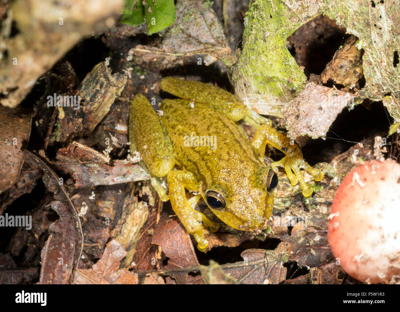 Red snouted treefrog hi-res stock photography and images - Alamy