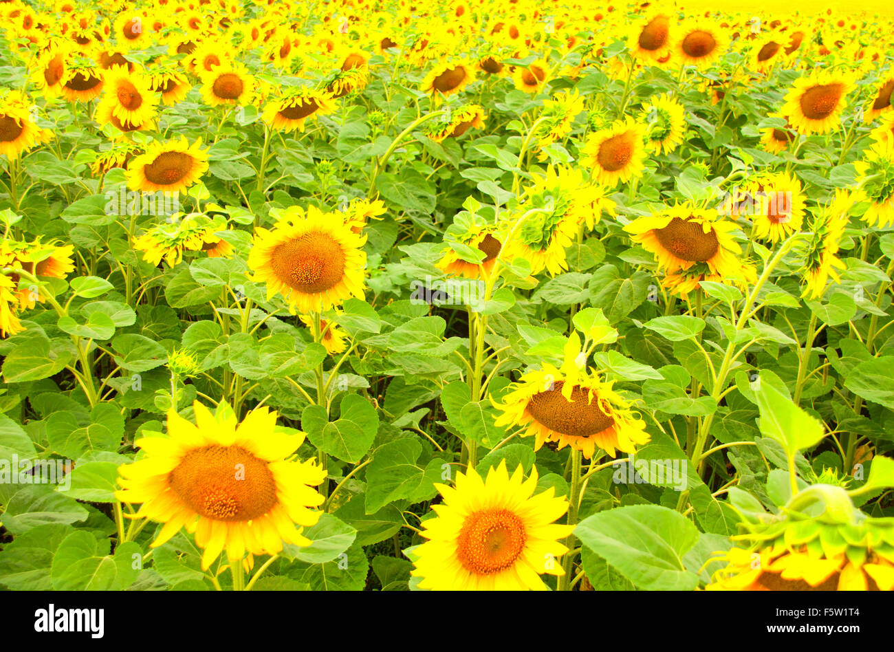 Sunflower field. Texture or background Stock Photo - Alamy