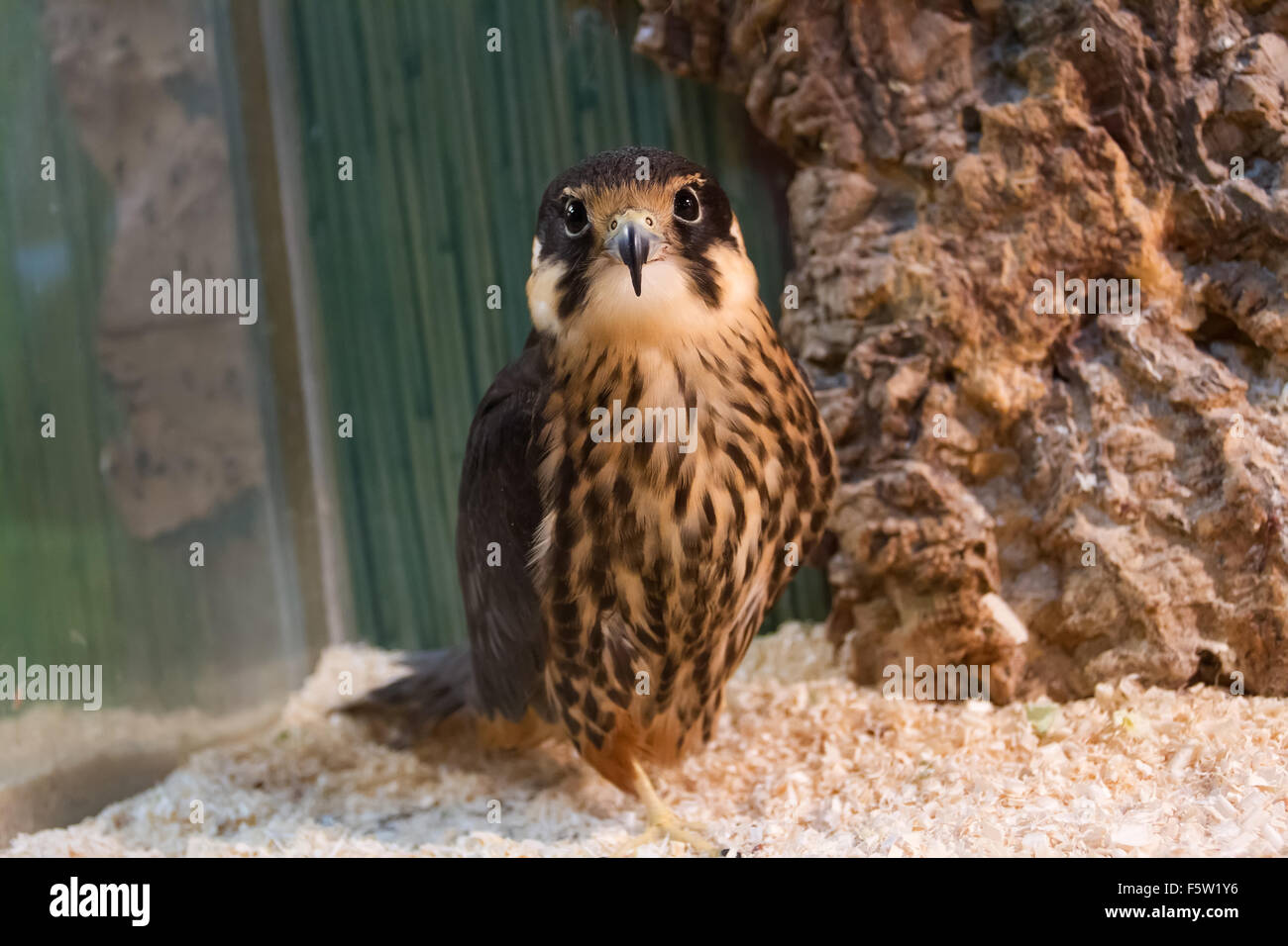 beautiful hawk in the zoo looking at the viewer Stock Photo - Alamy
