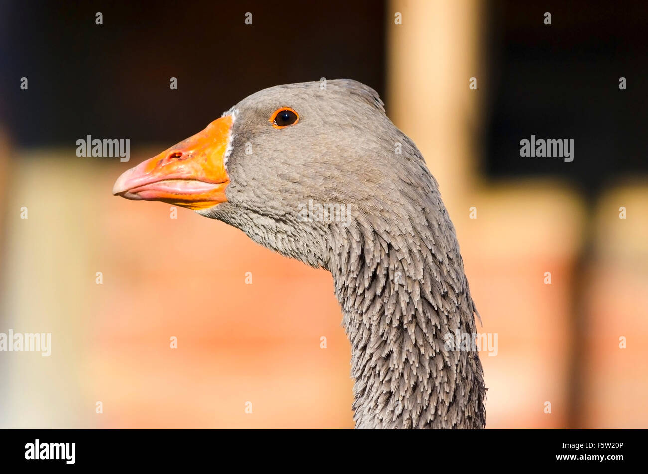 Head of gray goose in a small countryside farm Stock Photo - Alamy