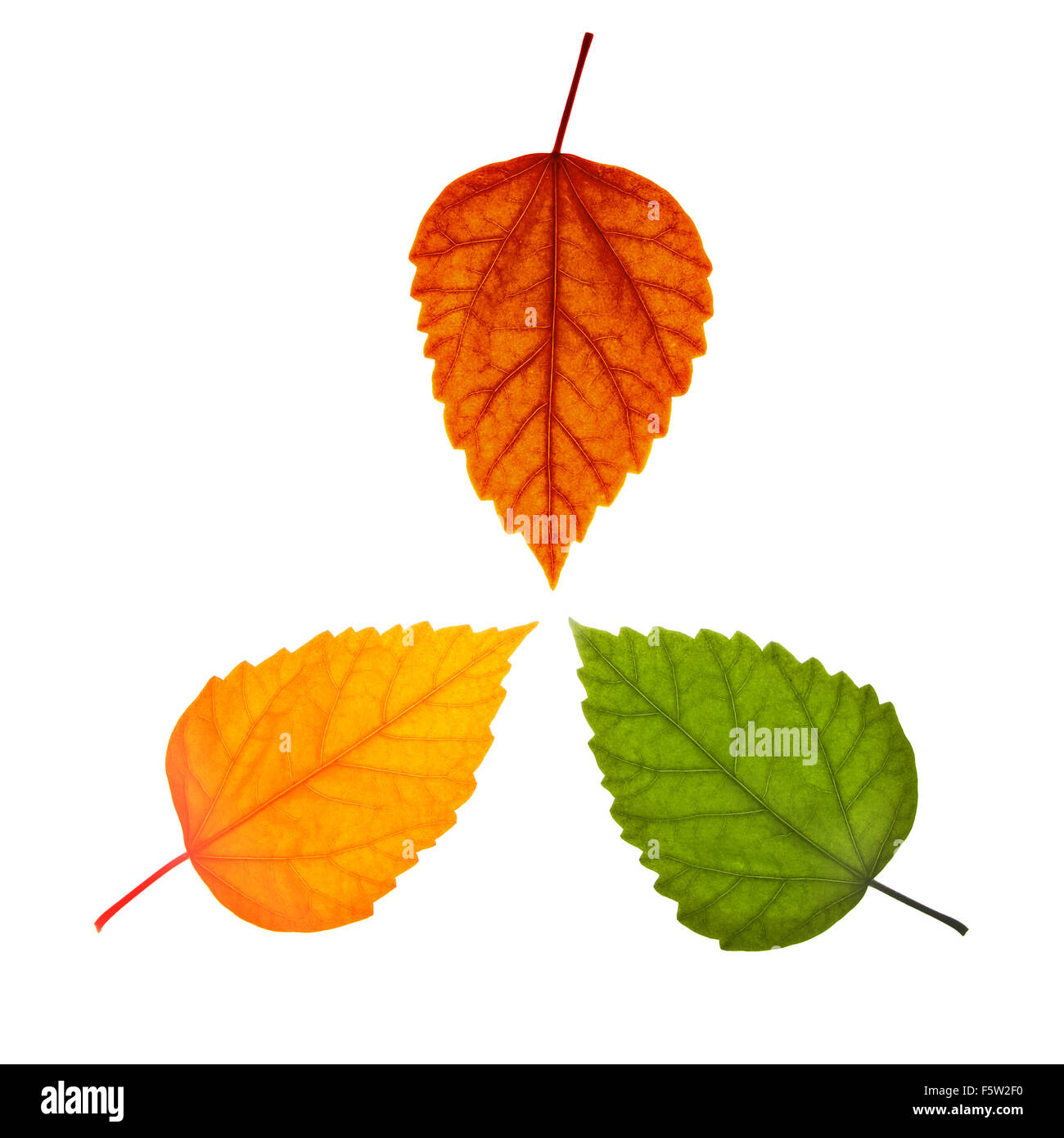 Three red leaves hi-res stock photography and images - Alamy