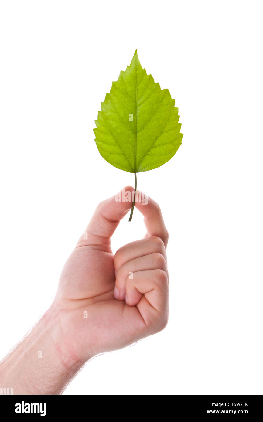 Green leaf in hand. Isolated on white Stock Photo - Alamy