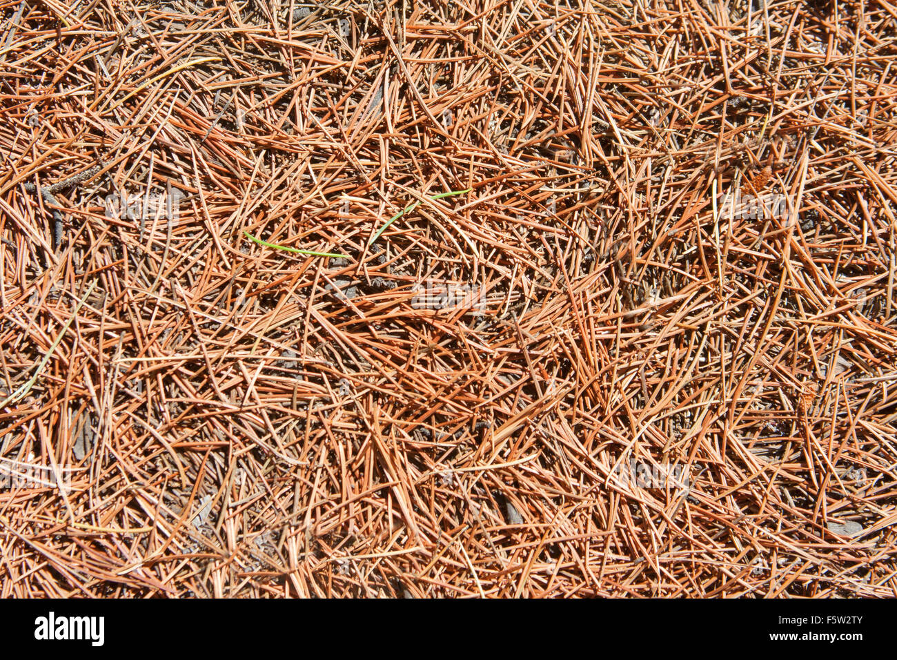 Coniferous pine needles. Use for texture or background Stock Photo - Alamy