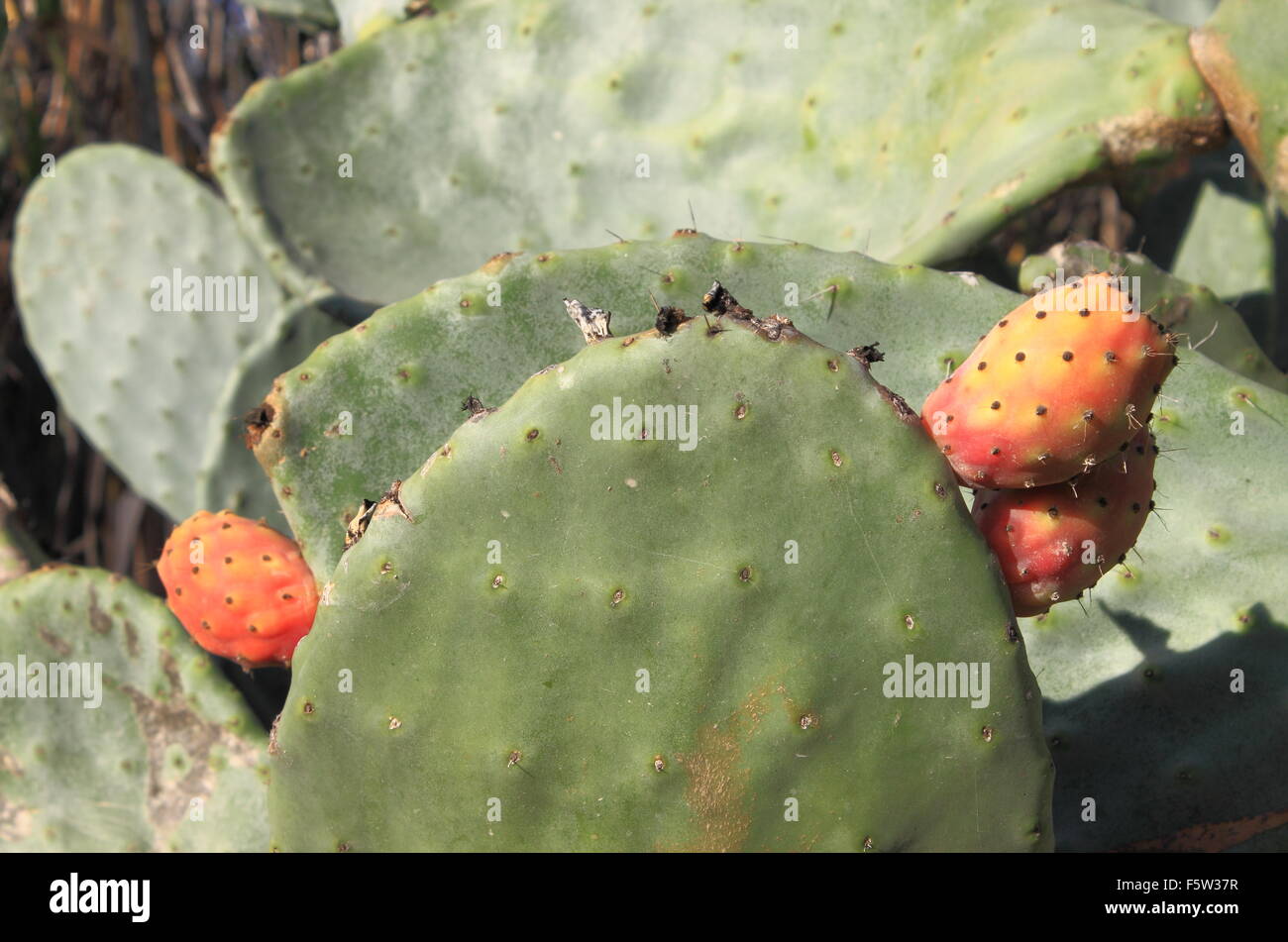 Prickly pears hi-res stock photography and images - Alamy