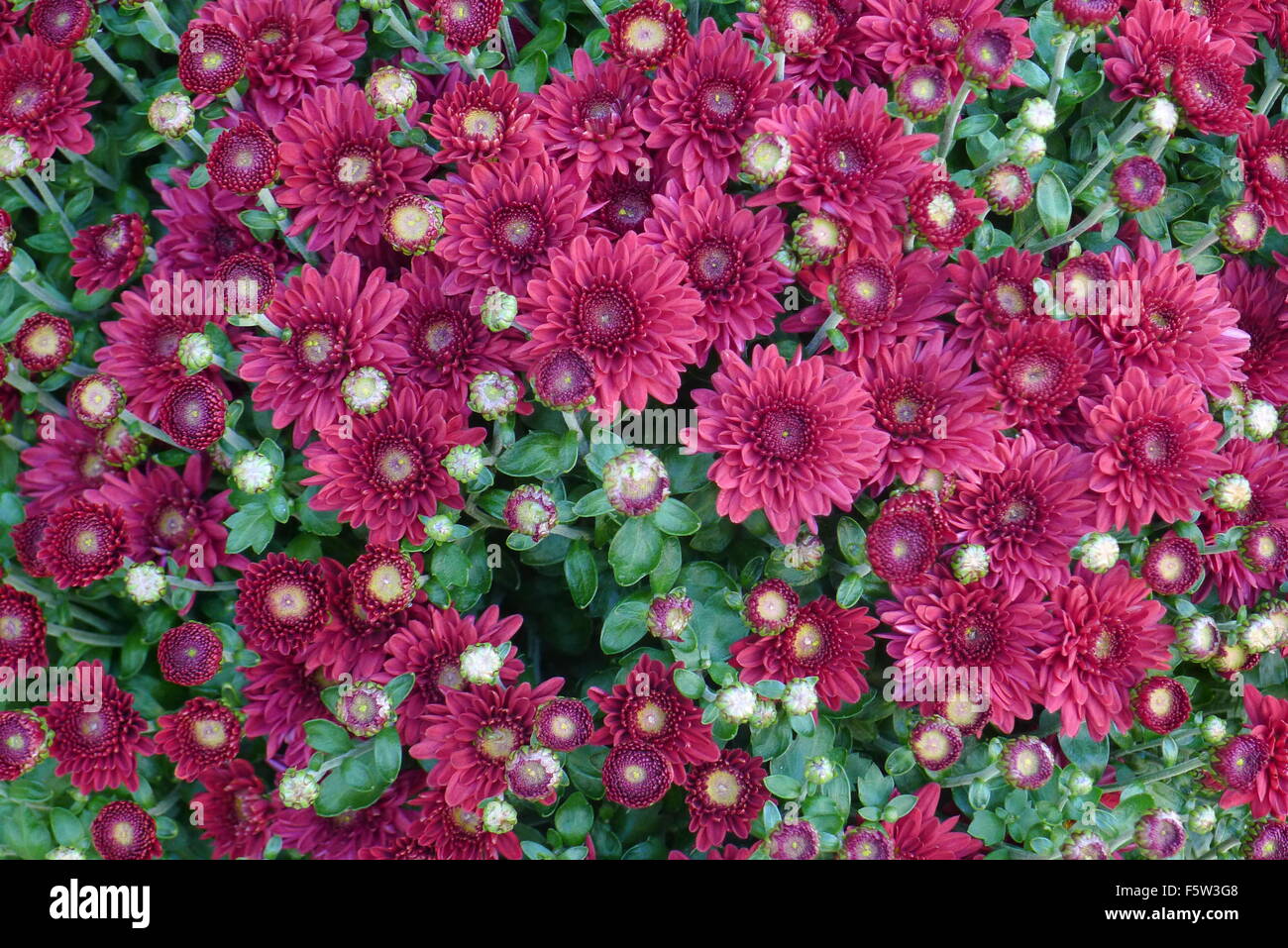 Purple Red Flowers for Background Stock Photo - Alamy