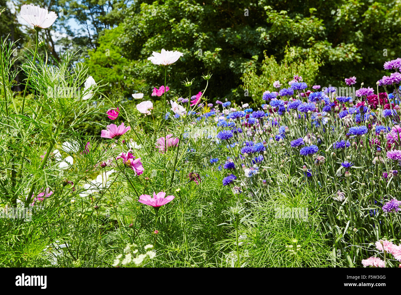 Summer flowers in the gardens of Easton Walled Gardens, Easton ...