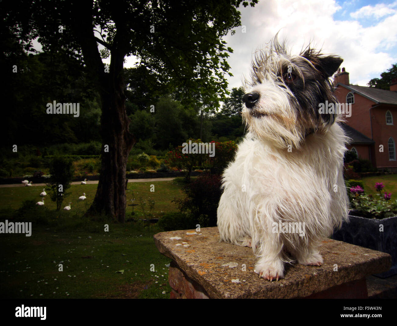 Photograph © Jamie Callister. Monty the Jack Russell Terrier plays with ...