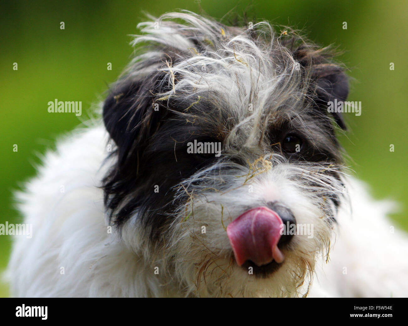 Photograph © Jamie Callister. Monty the Jack Russell Terrier plays with ...