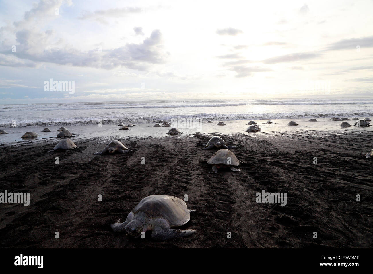Ostional wildlife refuge costa rica hi-res stock photography and images ...