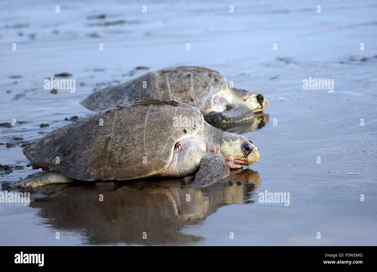 Ostional wildlife refuge, costa rica hi-res stock photography and ...