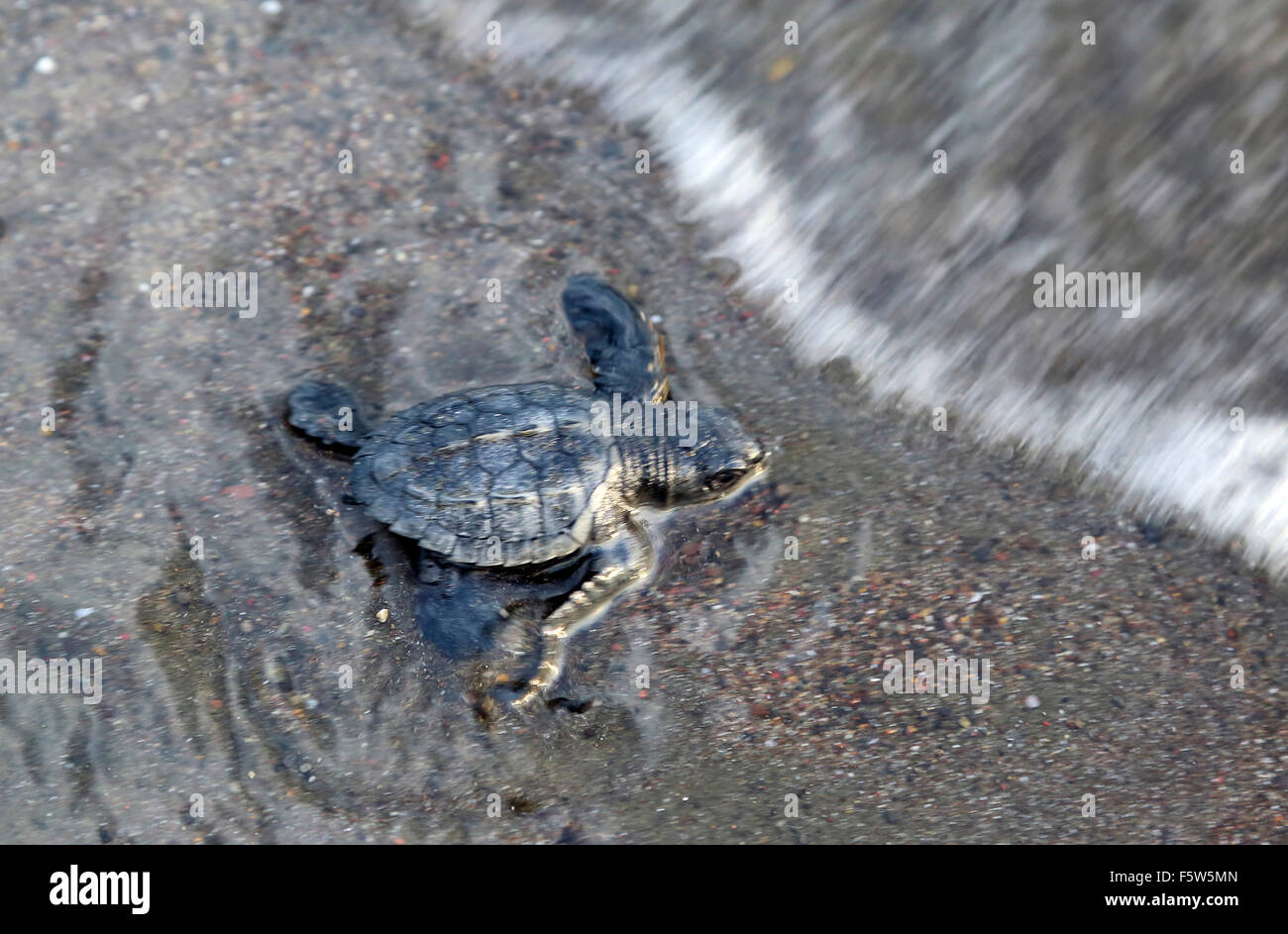 Ostional wildlife refuge costa rica hi-res stock photography and images ...