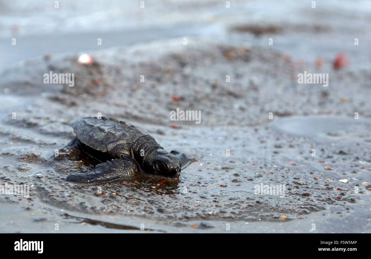 Ostional wildlife refuge costa rica hi-res stock photography and images ...