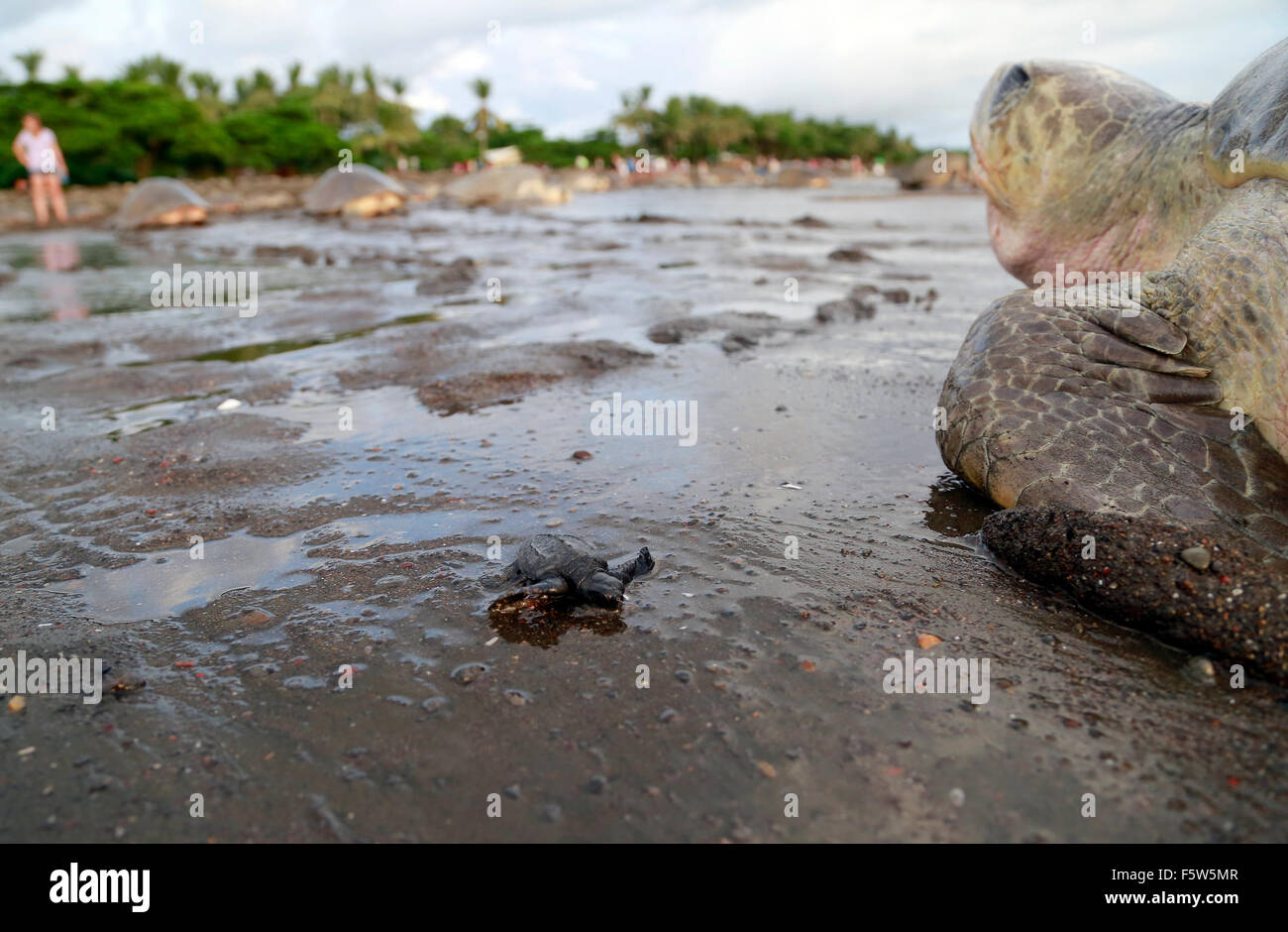Ostional wildlife refuge, costa rica hi-res stock photography and ...