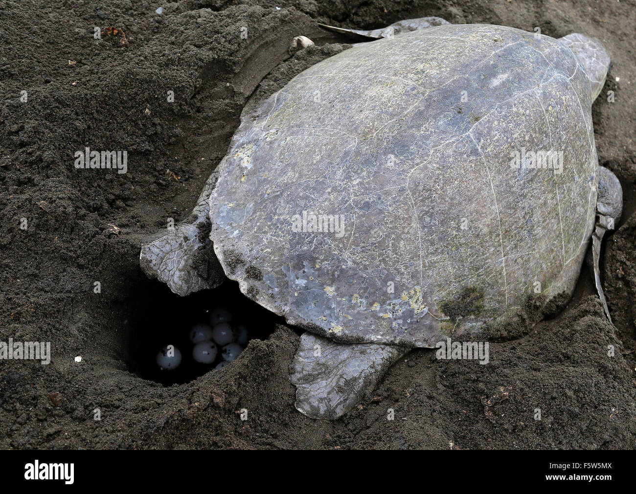 Ostional wildlife refuge, costa rica hi-res stock photography and ...