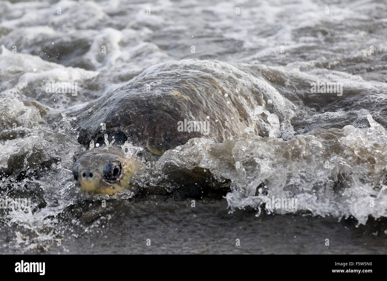 Ostional wildlife refuge costa rica hi-res stock photography and images ...
