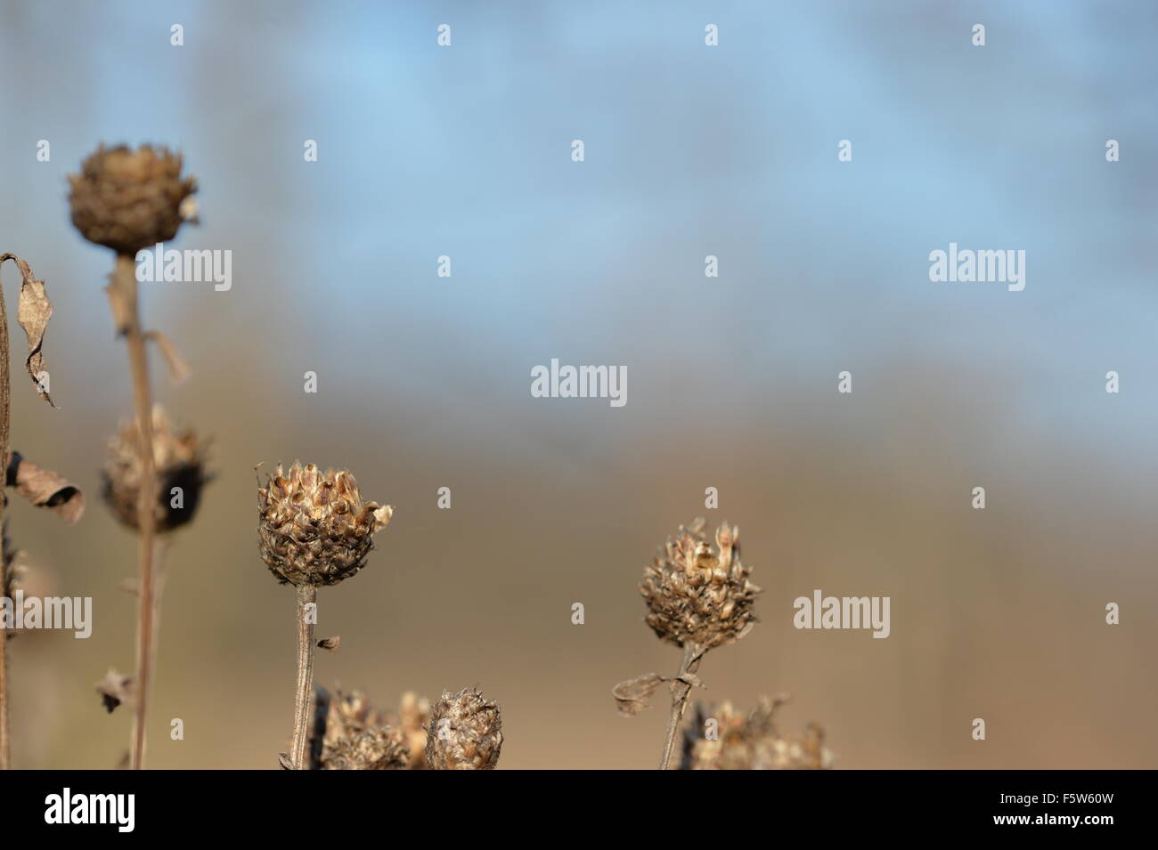 Dry meadow plant in autumn close up Stock Photo - Alamy