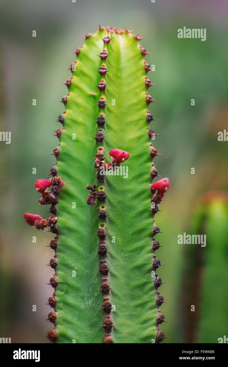 Sharp Plants High Resolution Stock Photography and Images - Alamy