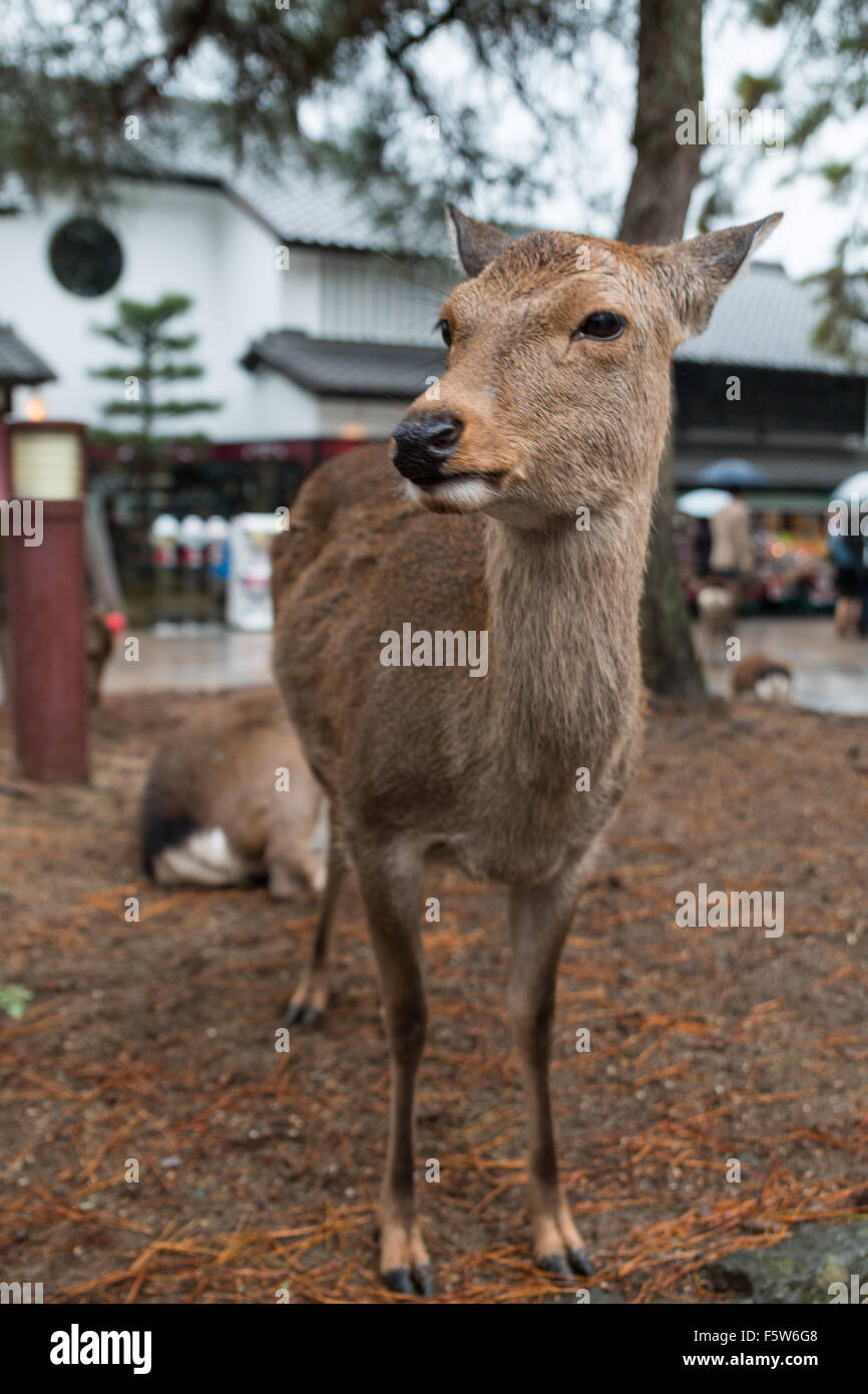 Nara park shrines hi-res stock photography and images - Alamy
