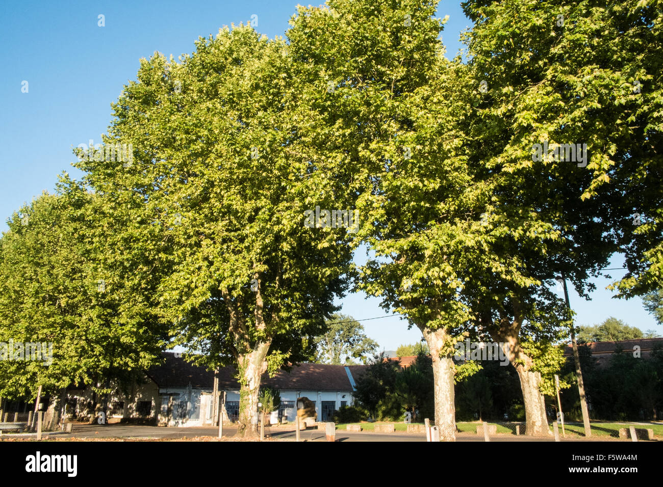 Trees alongside train tracks in Couiza,Aude region,South,France.Blue ...