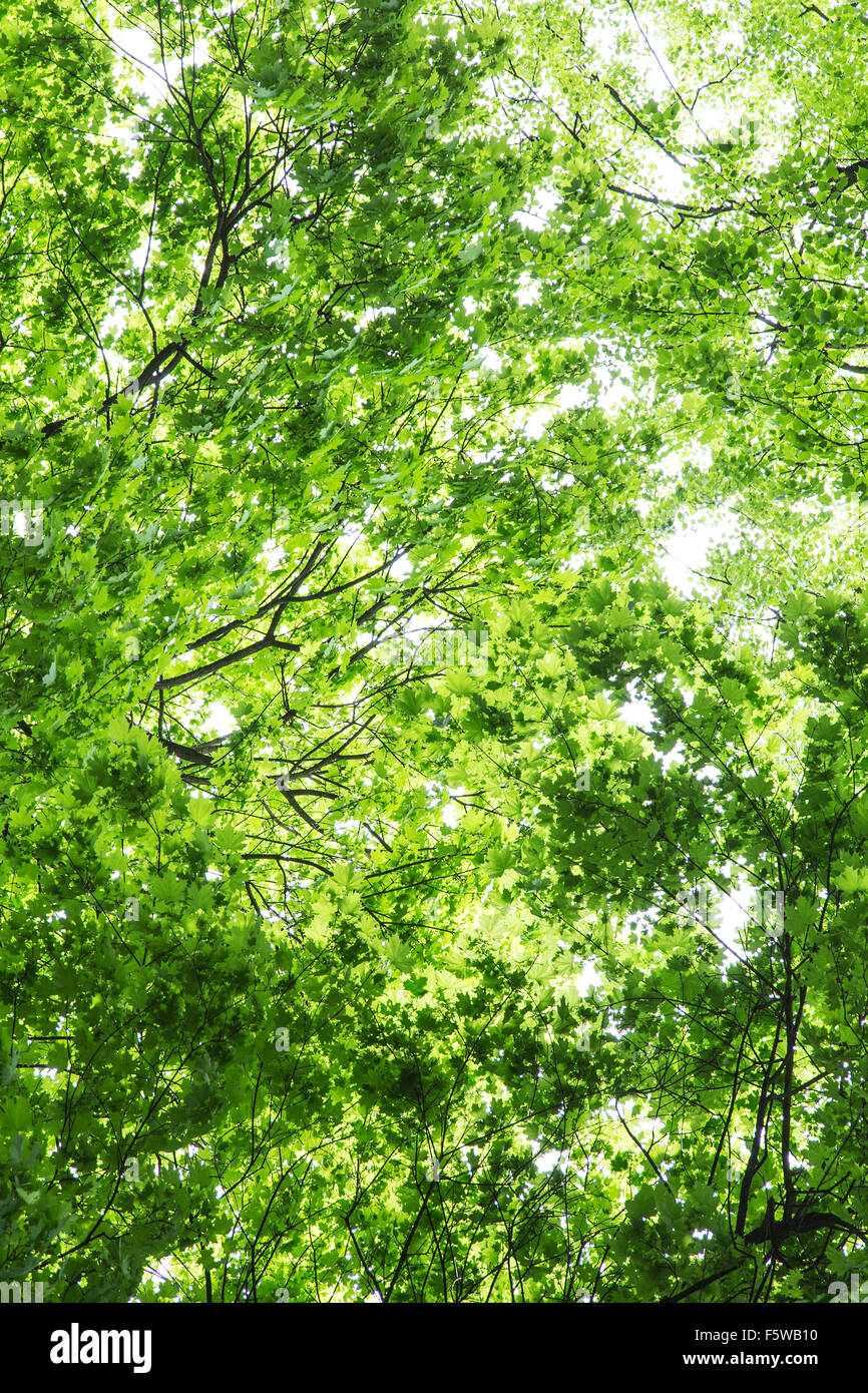 Colorful tree leaves. Close-up shot. Nature background Stock Photo - Alamy