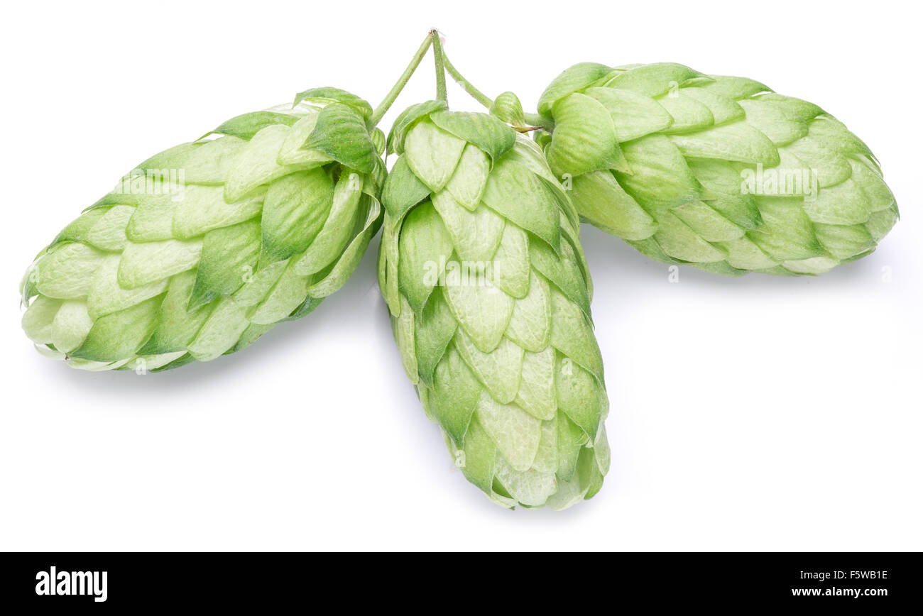 Hop cones. Isolated on white background Stock Photo - Alamy