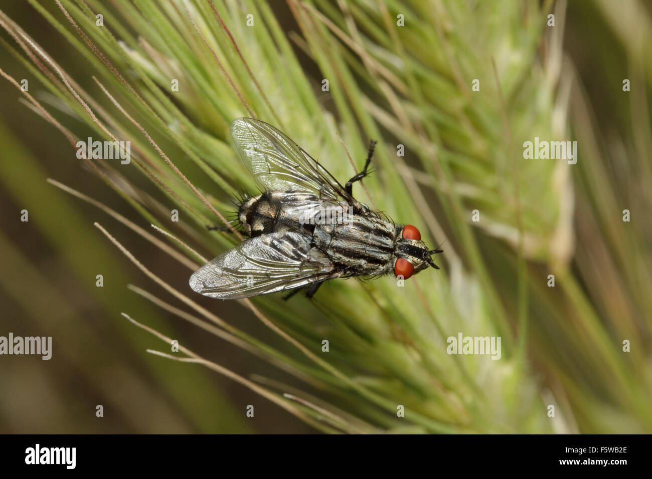 Cleptoparasite hi-res stock photography and images - Alamy