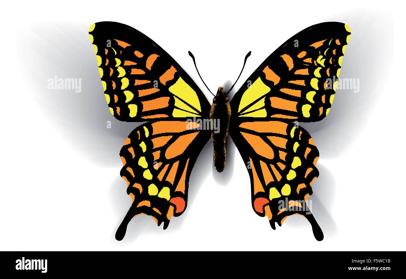 Realistic butterfly hi-res stock photography and images - Alamy