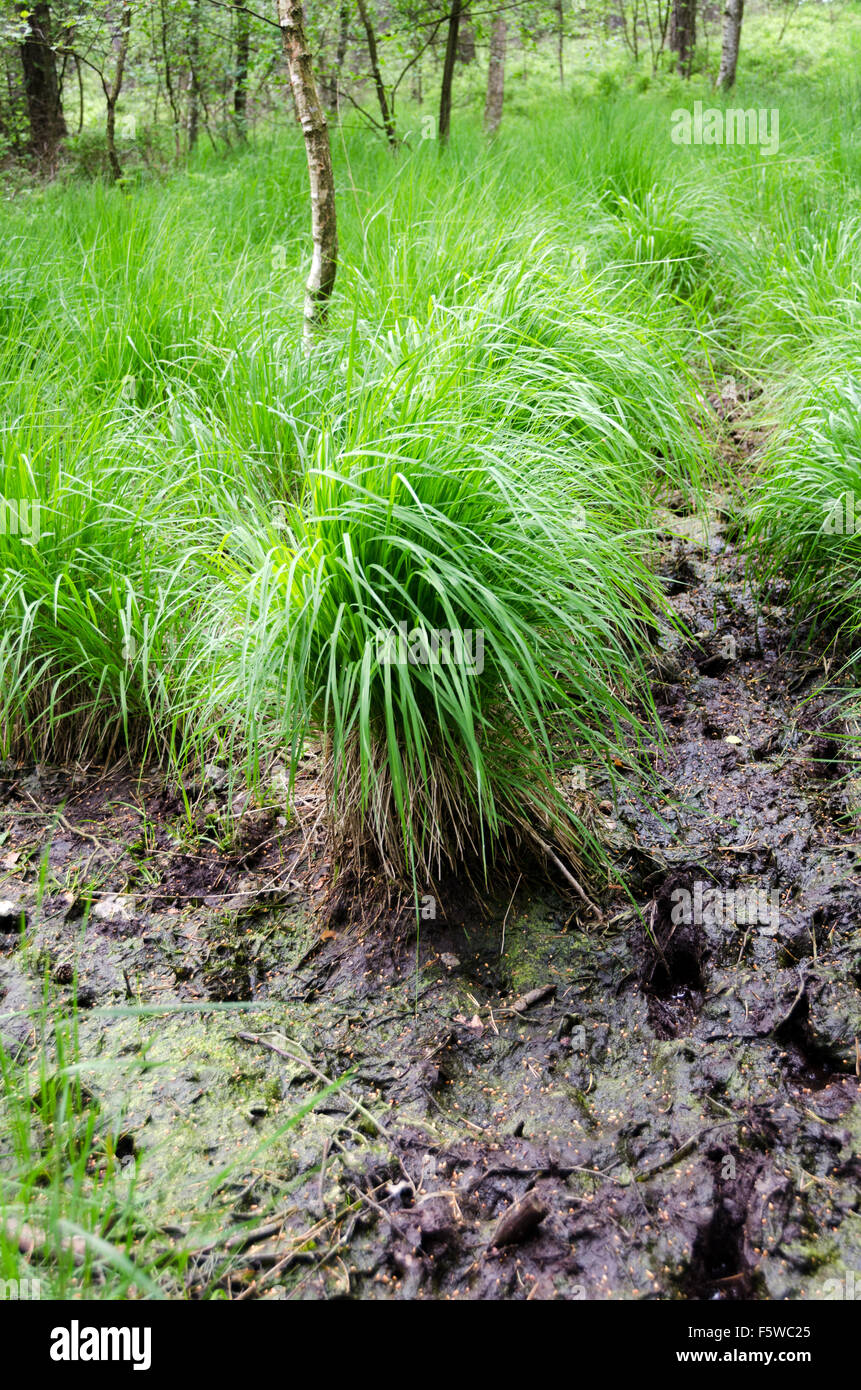 High grass hi-res stock photography and images - Alamy