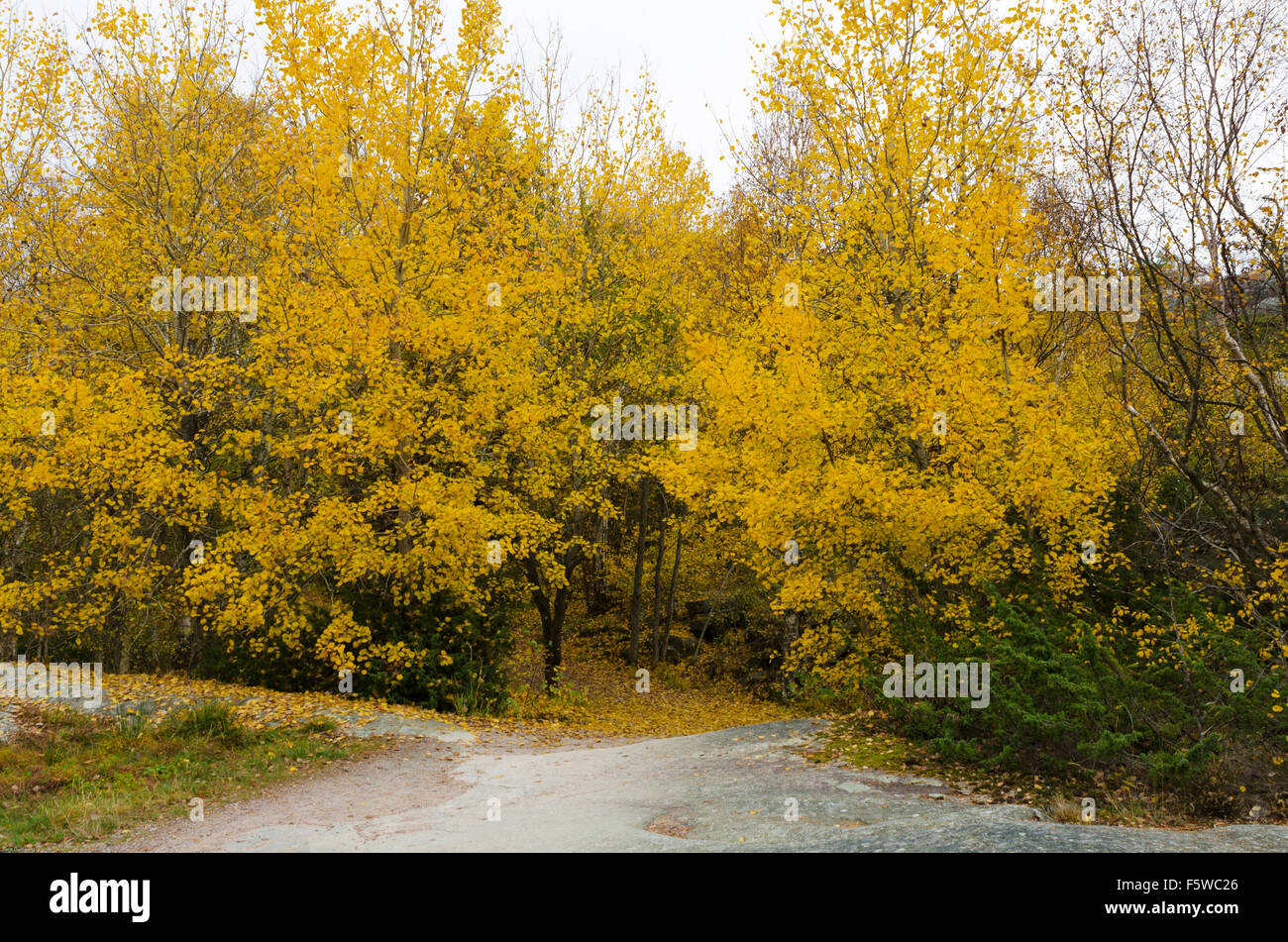 the forrest in autumn with great color and many leaf has fallen Stock ...