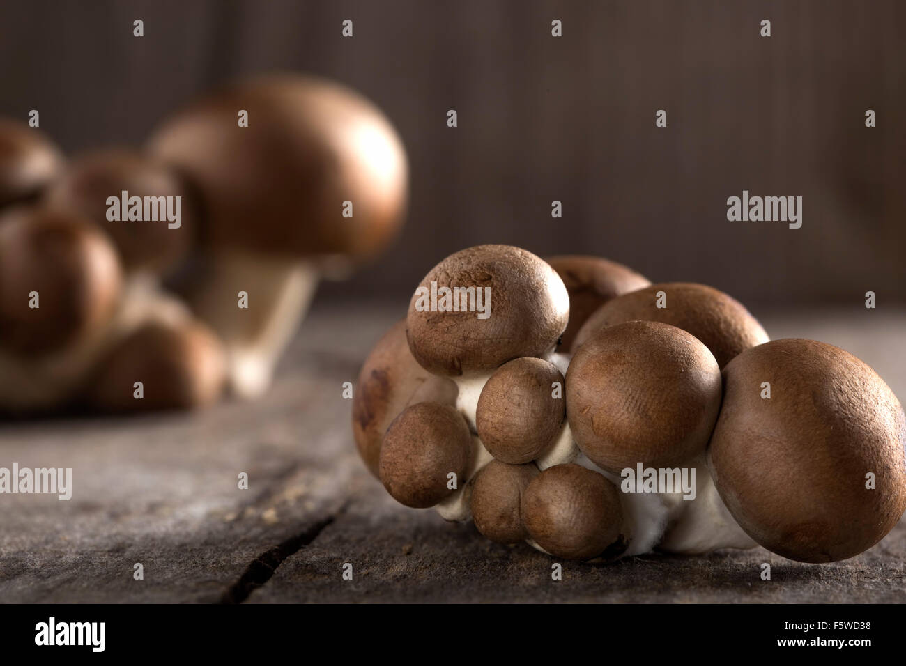 Baby bella mushrooms on a wood background Stock Photo - Alamy