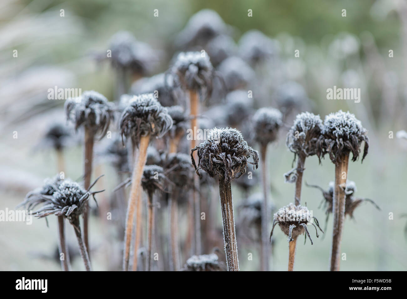Echinacea winter hi-res stock photography and images - Alamy