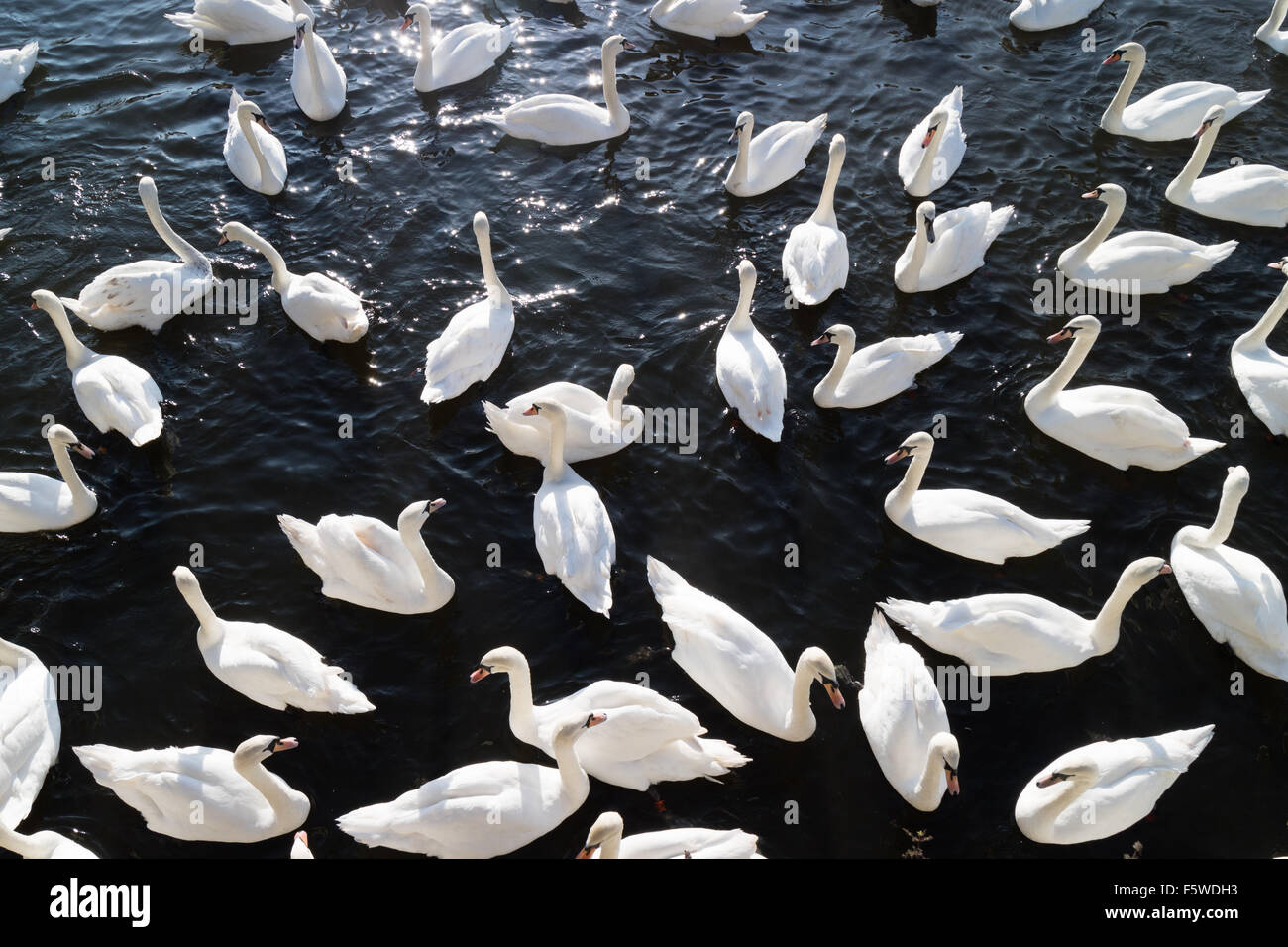 A large group of swans swimming on a river Stock Photo - Alamy