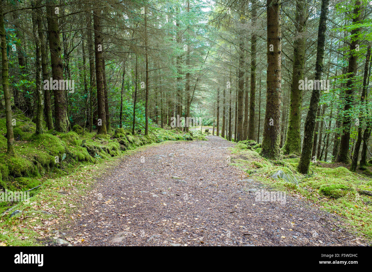 Path through the woodland at Loch Lochan, nera Glencoe, scottish ...