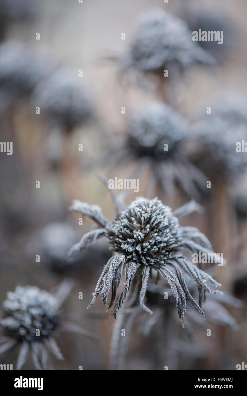 Dry echinaceas in frost Stock Photo - Alamy