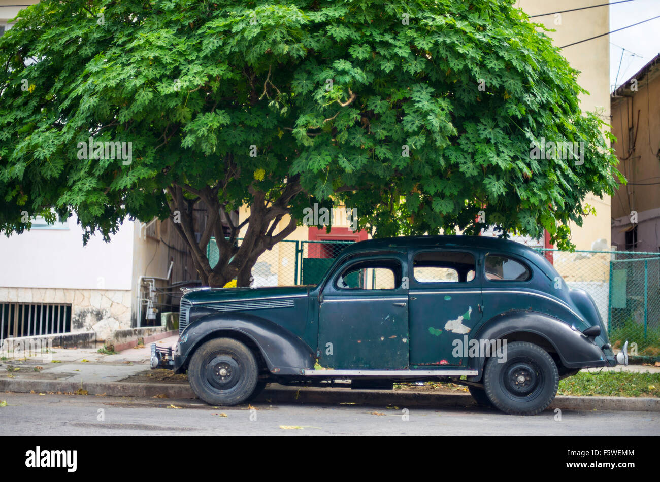 Car In Tree