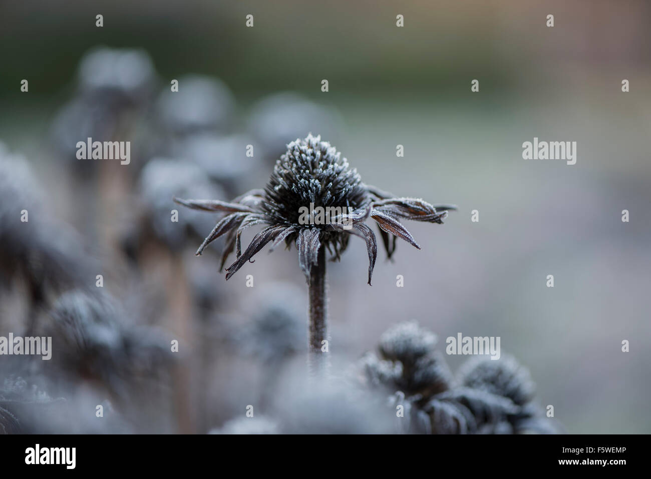 Dry echinacea in frost Stock Photo - Alamy