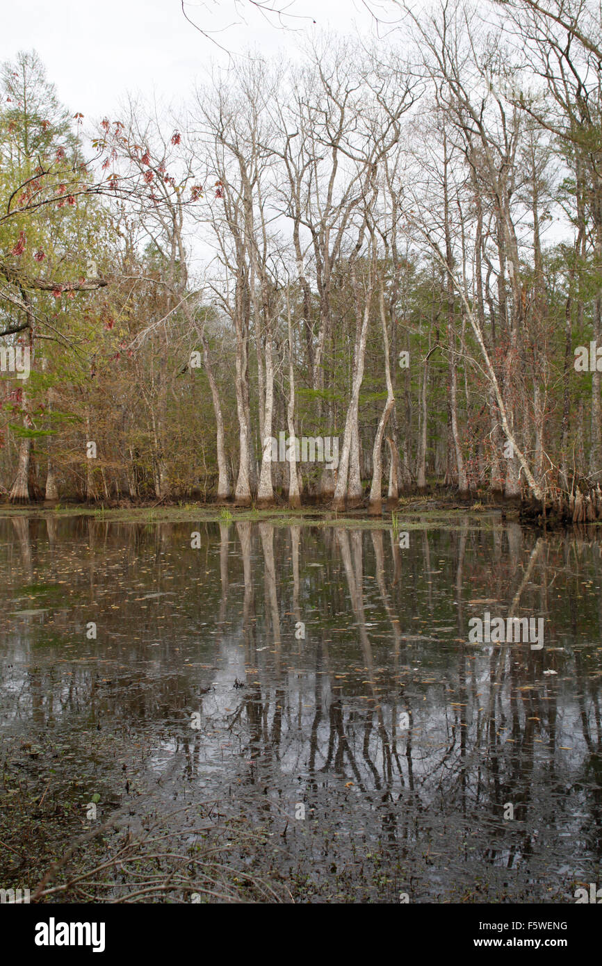 Bayou louisiana hi-res stock photography and images - Alamy