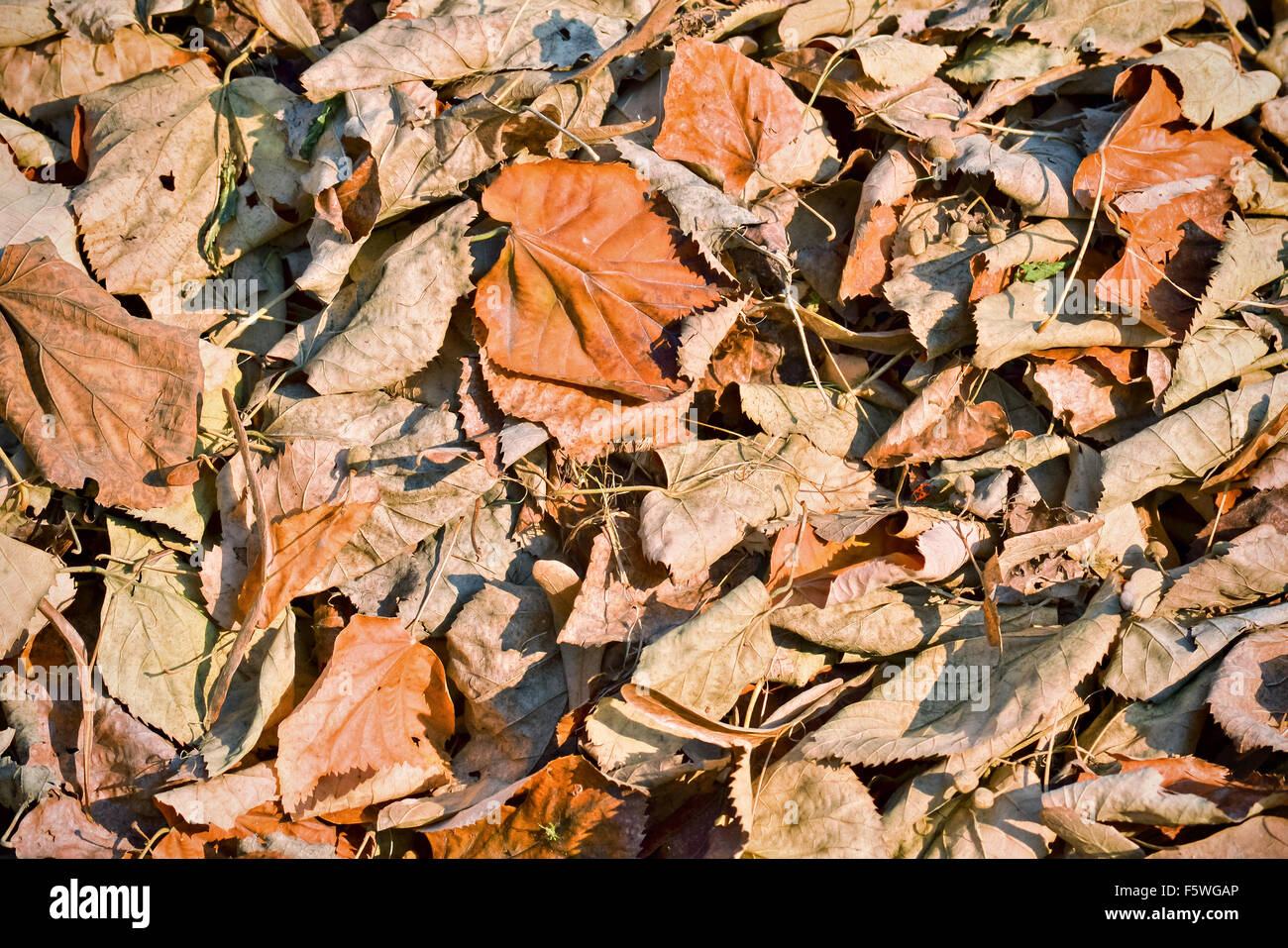 Lush of brown dry leaves fallen on the ground at the beginning of the ...