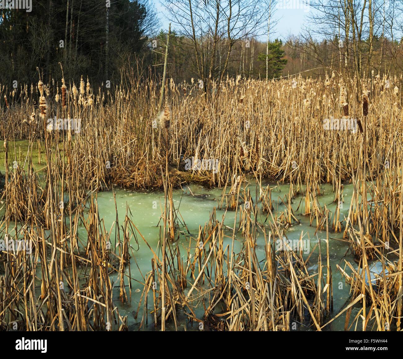 Dry cane on a bog. Early spring landscape Stock Photo - Alamy