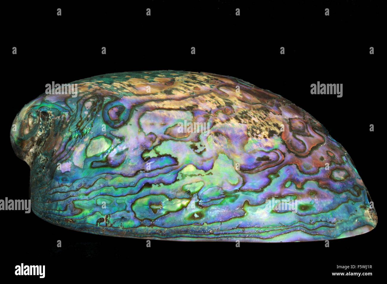 abalone or paua shell on black background Stock Photo - Alamy