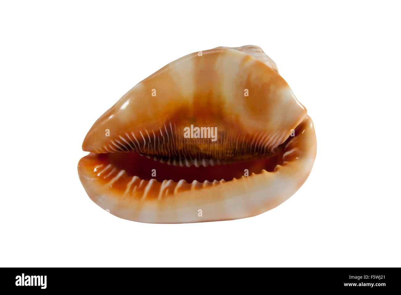 Cowrie shell hi-res stock photography and images - Alamy