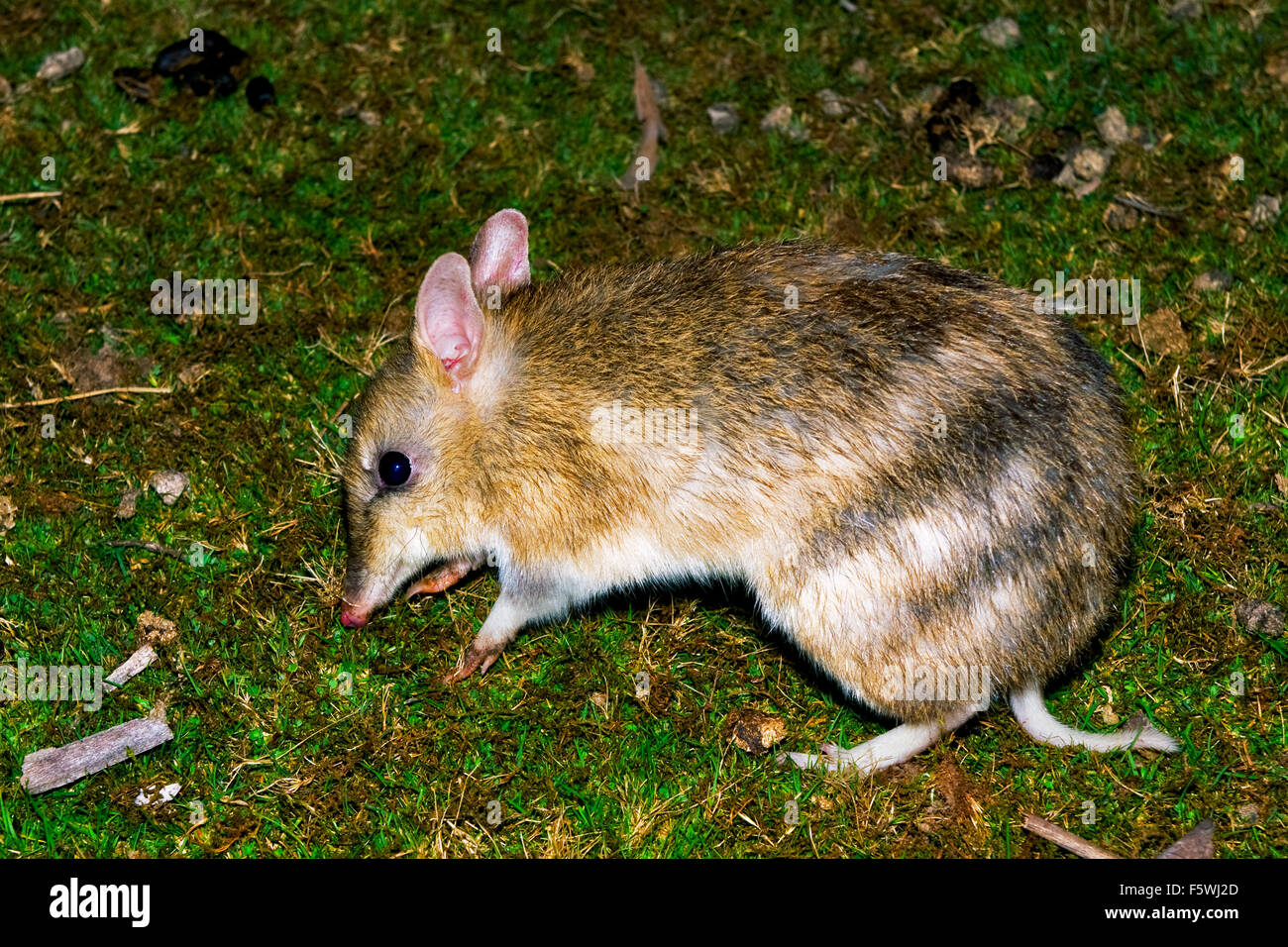 Bandicoot High Resolution Stock Photography and Images - Alamy