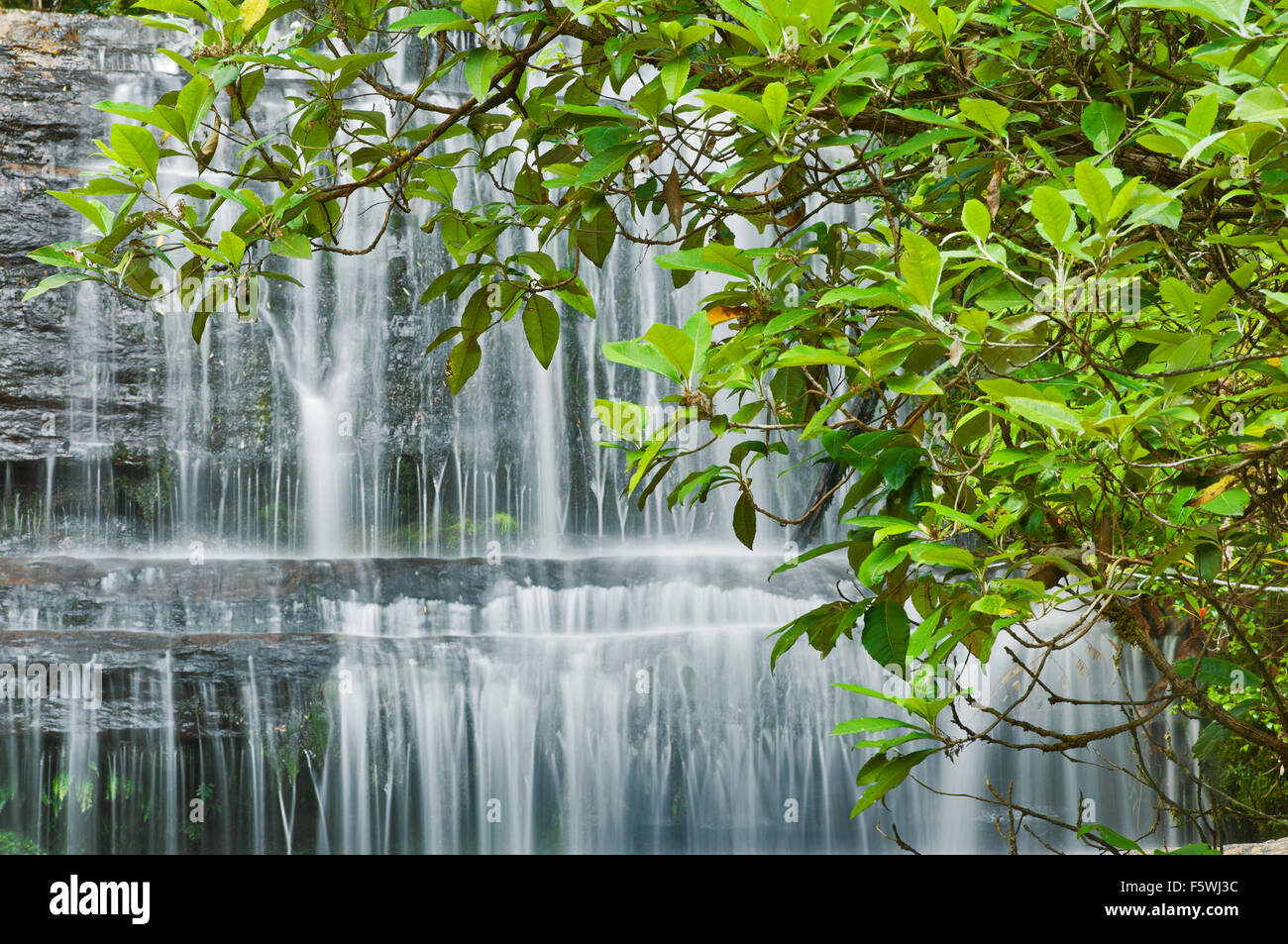 Lady Barron Falls in Mount Field National Park Stock Photo - Alamy