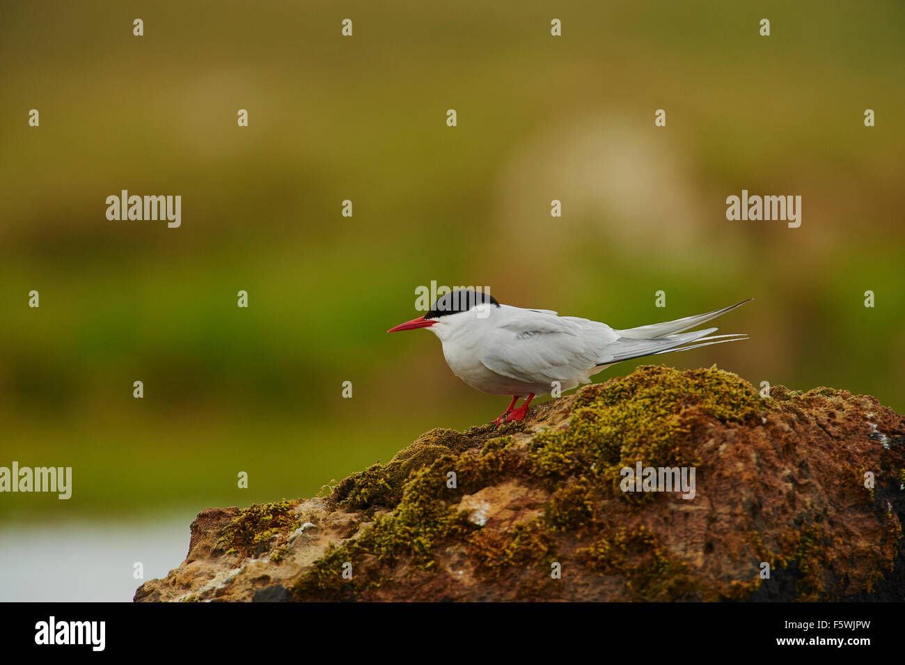 Arctic Tern, Sterna paradisaea, on small lochan, Fetlar, Shetland ...