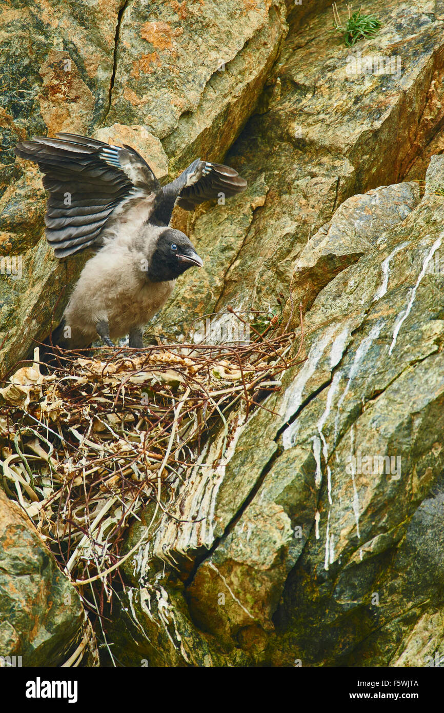 Hooded Crow, Corvus cornix, flapping wings on nest, Unst, Shetland ...
